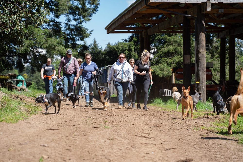 MARVIN PIERCE DOG TEACHER - Updated December 2025 - 70 Photos & 22 ...