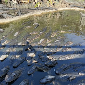 CROC ENCOUNTERS - Updated November 2024 - 275 Photos & 142 Reviews ...