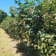 BUTLER’S ORCHARD - 549 Photos & 325 Reviews - Farmers Market - 22222 ...