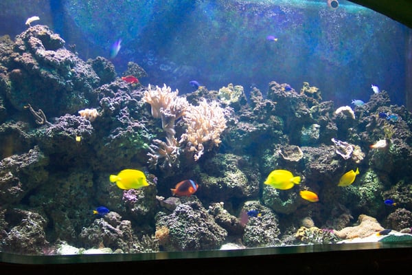 SEALIFE ADVENTURE - Updated June 2025 - 11 Reviews - Sealife Centre ...