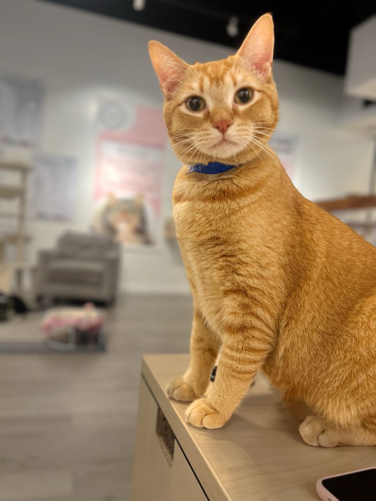 MINI CAT TOWN - MILPITAS - Updated December 2025 - 93 Photos & 34 ...