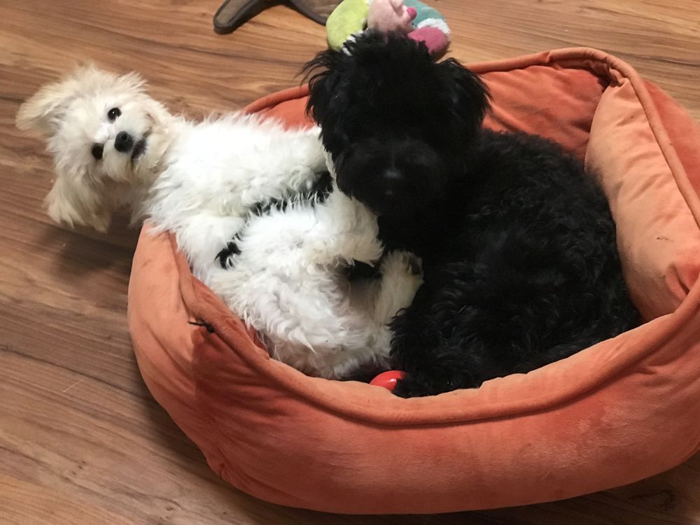 FOUR PAWS INN - Updated July 2025 - 26 Reviews - 20291 Riverside Dr ...