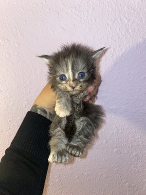 MAINE COONS OF WESTON’S ARK - Updated August 2025 - 20 Photos - Austin ...