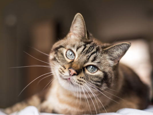 RUFF HOUSING CARY - Updated April 2025 - 12 Reviews - 1605 NW Maynard ...