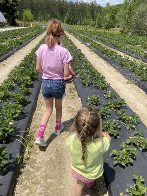 MILL FARM CHRISTMAS TREES & BERRIES - 17 Photos & 12 Reviews - 4900 ...