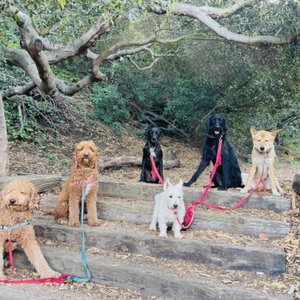 HOT DOG ON A RUN - 82 Photos & 42 Reviews - Dog Walkers - 8149 Santa ...