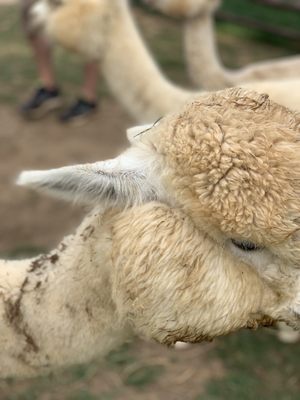 GOOD KARMA RANCH ALPACAS - Updated June 2024 - 33 Photos & 10 Reviews ...