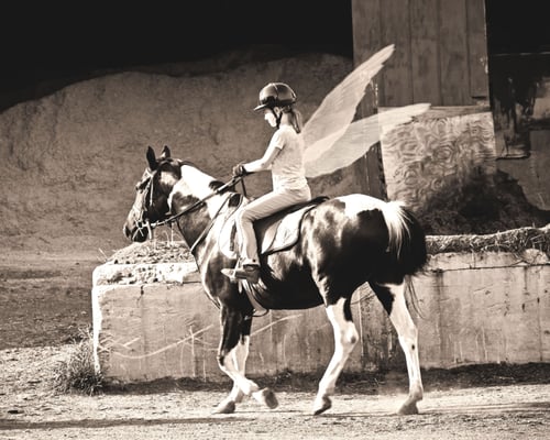 PALOS HILLS RIDING STABLES - Updated December 2025 - 12 Photos & 20 ...