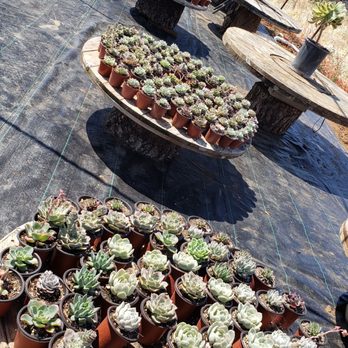 LA VISTA NURSERY - Updated October 2025 - 50 Photos & 10 Reviews ...