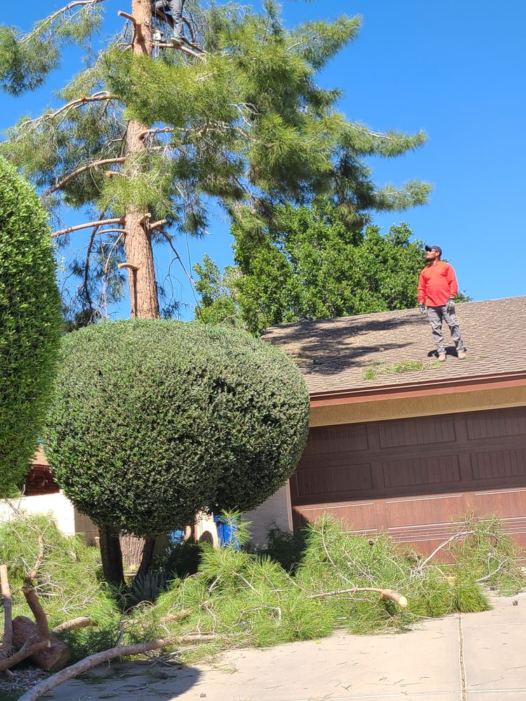 SOLIS LANDSCAPING AND MORE - Updated July 2025 - 41 Photos & 26 Reviews ...