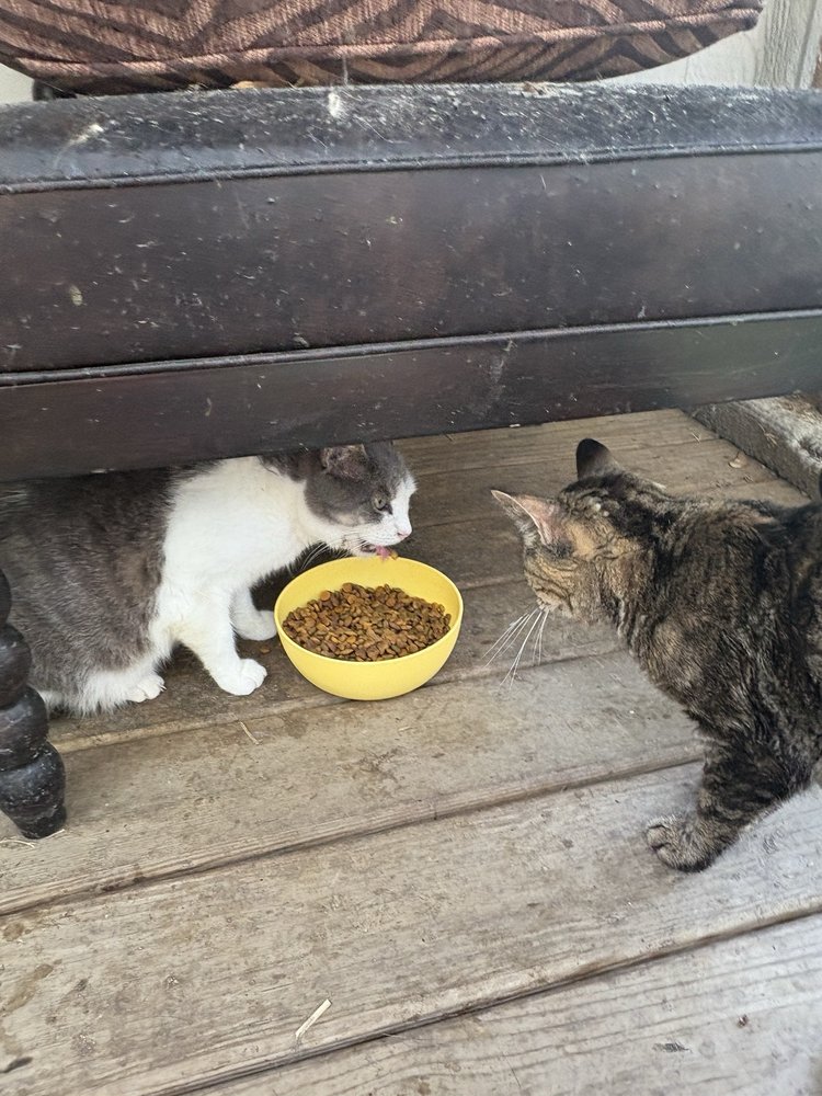 FAT CAT RESCUE - Updated December 2025 - 10 Photos - Wadsworth ...