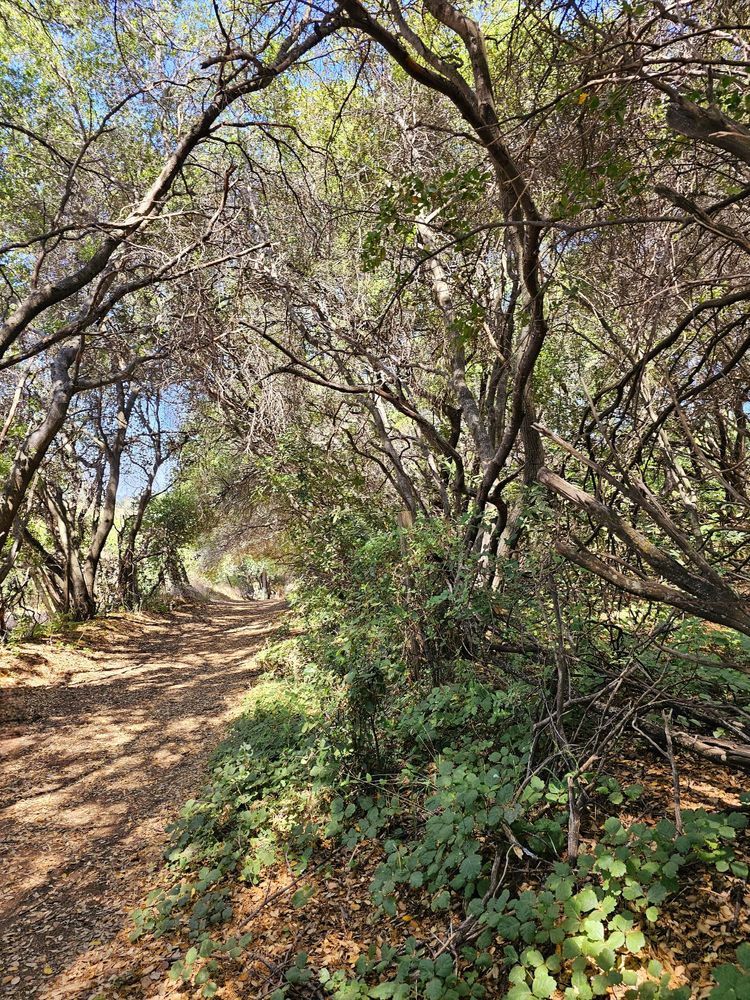 OLMSTEAD LOOP TRAIL - Updated December 2025 - 10 Photos - Behind Fire ...