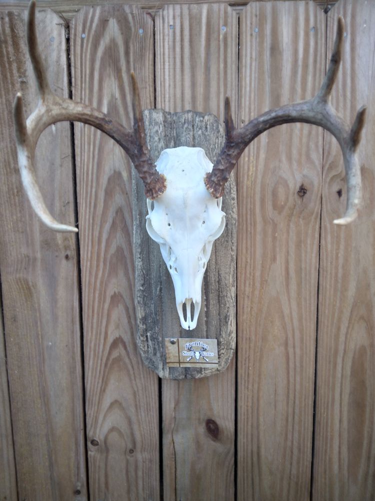 FRONTIER SKULL WORKS - Updated May 2025 - Request Information - 52 ...