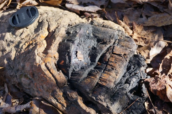 ELACHEE NATURE SCIENCE CENTER - 62 Photos & 12 Reviews - 2125 Elachee ...