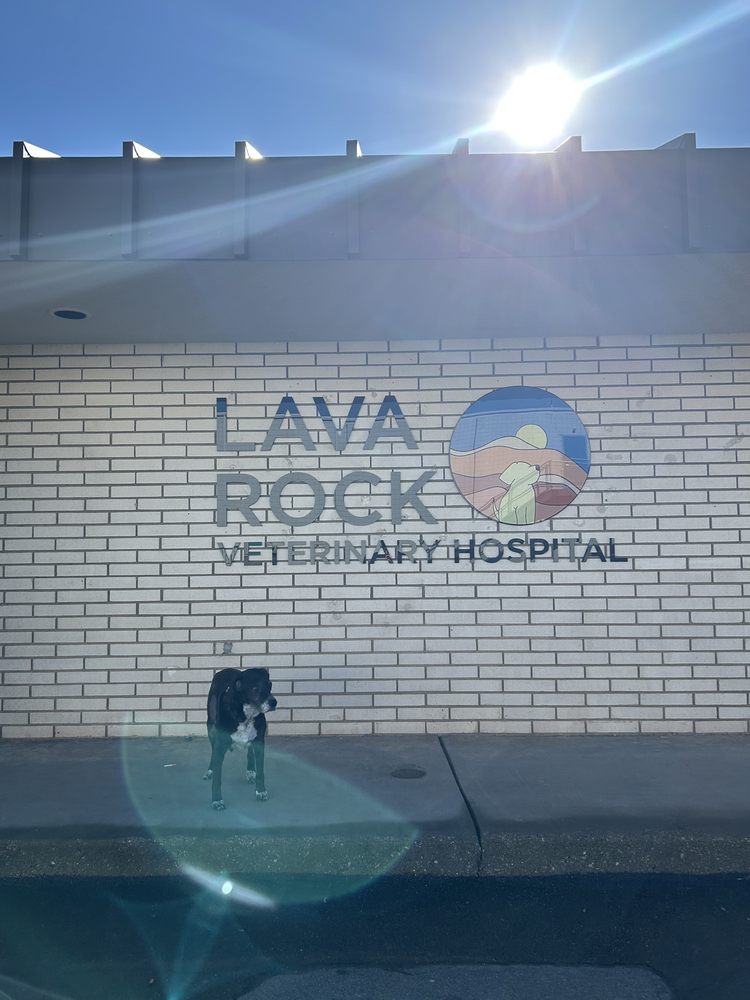 LAVA ROCK VETERINARY HOSPITAL - Updated May 2024 - 200 N 1000 E, St ...