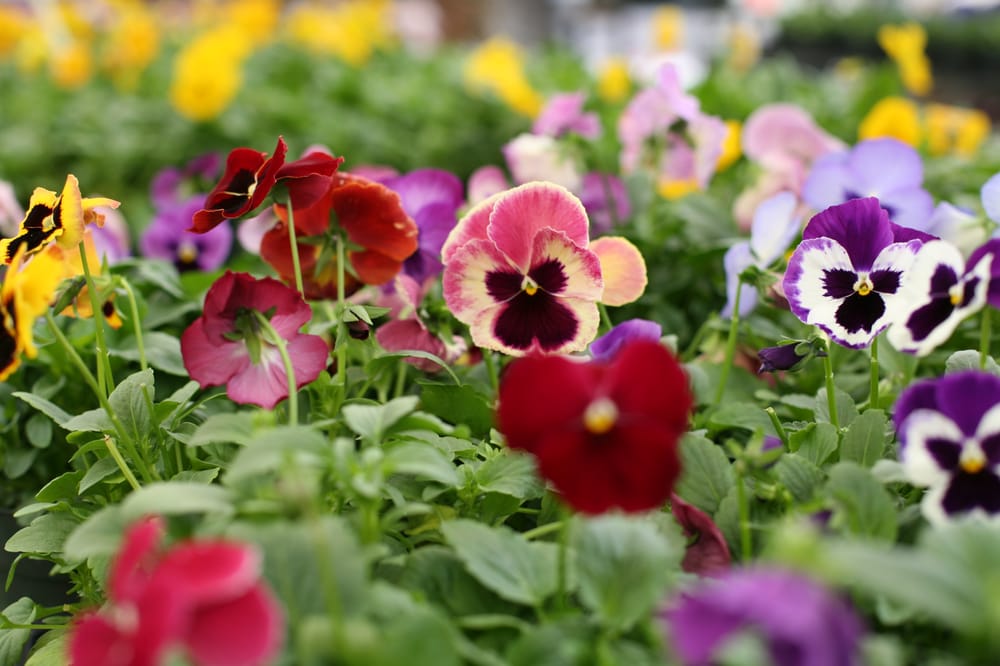 ULSTER AMERICAN HOMESTEAD GARDEN CENTER - Updated November 2025 - 10 ...