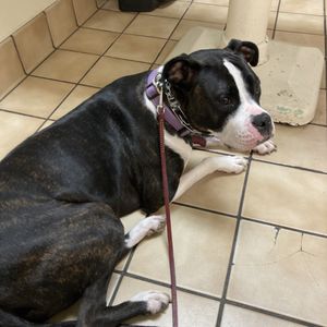 LOMA LINDA ANIMAL HOSPITAL - Updated February 2025 - 232 Photos & 778 ...