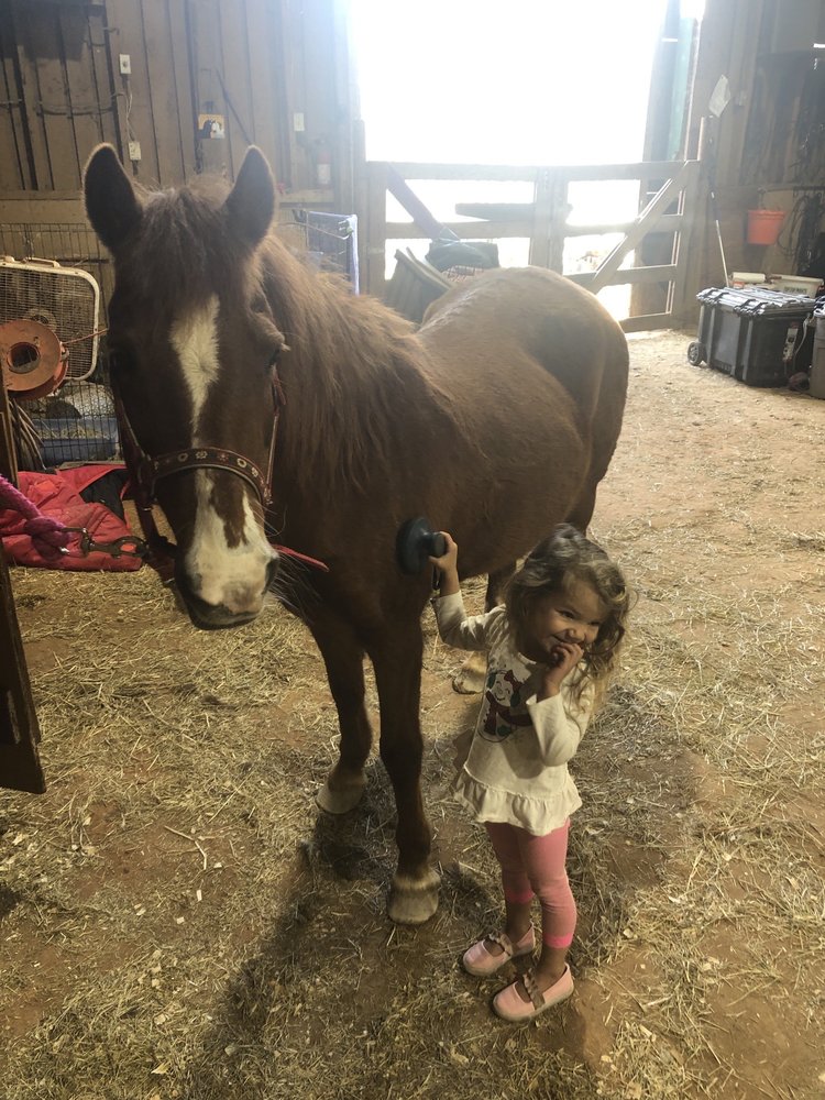 TRINITY STABLES - Updated February 2025 - 27 Photos - 1736 Sever Rd ...