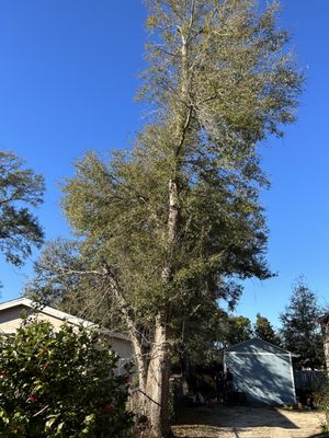 JOHNSON TREE SERVICE - Updated November 2025 - Pensacola, Florida ...