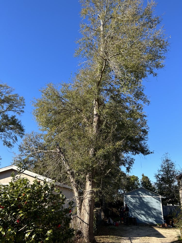 JOHNSON TREE SERVICE - Updated November 2025 - Pensacola, Florida ...