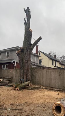 JACOBS TREE EXPERTS - Updated December 2025 - 63 Photos - 4149 Spring ...