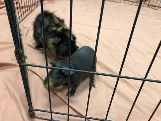 RANCHO CUCAMONGA ANIMAL SHELTER - 108 Photos & 161 Reviews - Animal ...