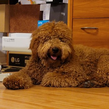 GRUBBY PUPPY DOG GROOMING - Updated May 2025 - 25 Photos & 13 Reviews ...