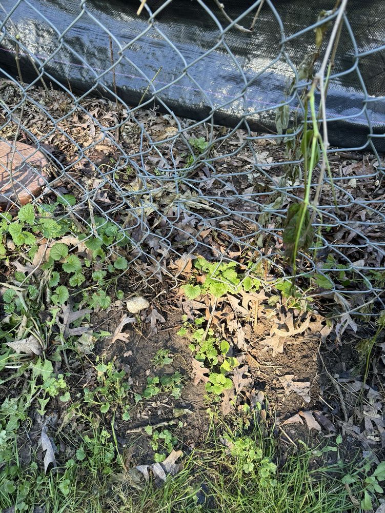 RED OAK TREE SERVICE - Updated January 2026 - 27 Photos & 22 Reviews ...