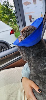 STEVENS ANIMAL HOSPITAL - Updated December 2025 - 35 Photos & 64 ...