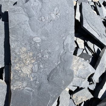 U-DIG FOSSILS - Updated December 2025 - 58 Photos & 29 Reviews - Death ...