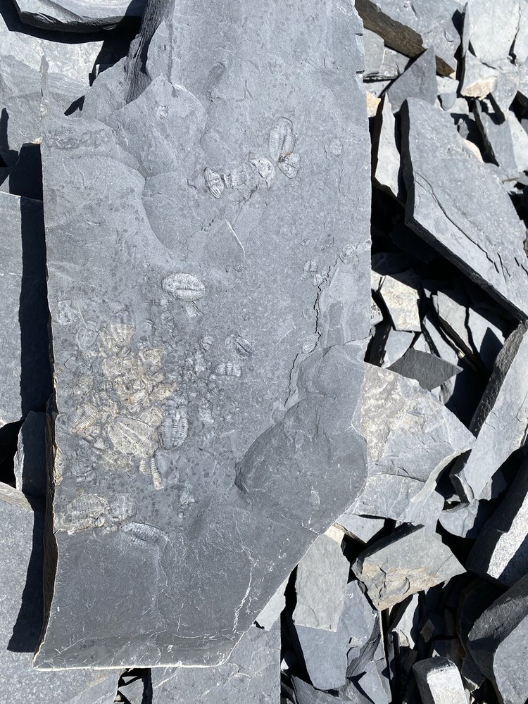 U-DIG FOSSILS - Updated June 2024 - 42 Photos & 22 Reviews - Death ...