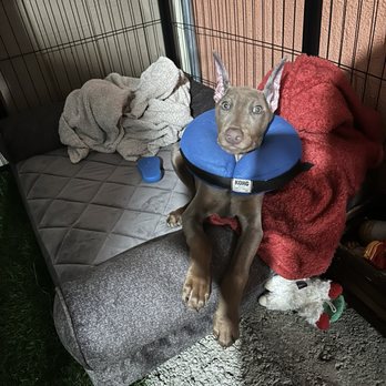 MICHAEL BUTCHKO, DVM - Updated December 2025 - 214 Photos & 541 Reviews ...