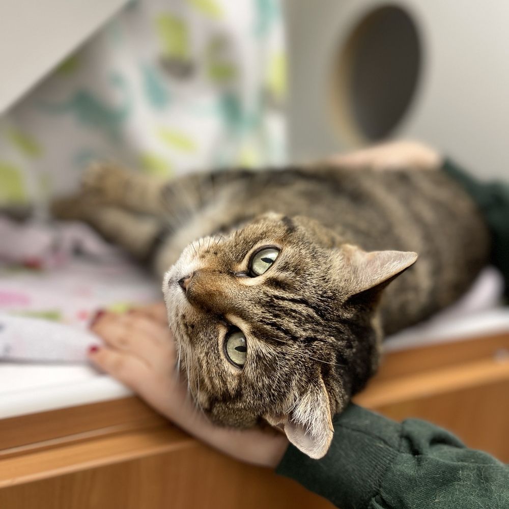 North Las Vegas Animal Rescue