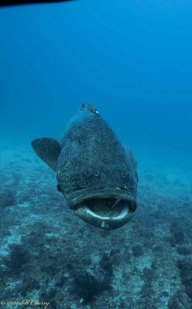 LOGGERHEAD DIVE CHARTERS - Updated September 2025 - 10 Reviews - 728 ...