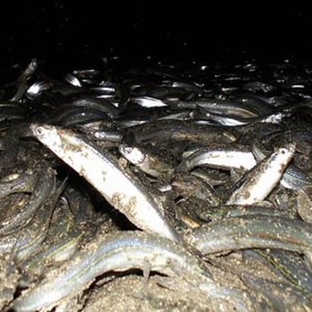 GRUNION RUN - Updated November 2025 - 16 Reviews & 24 Photos - 3720 ...
