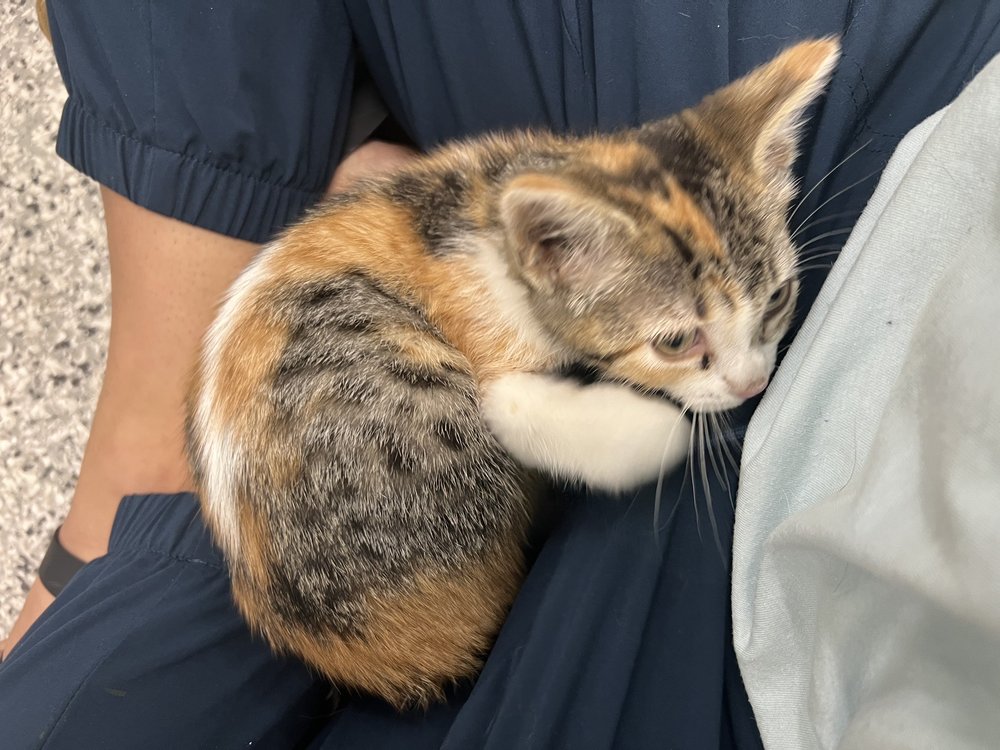 HUMANE SOCIETY OF BOULDER VALLEY - Updated December 2025 - 41 Photos ...