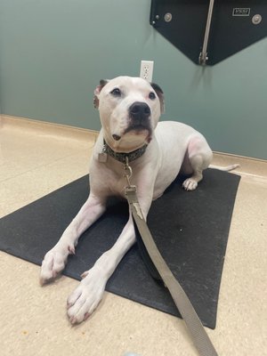 CLOCKTOWER ANIMAL HOSPITAL - Updated December 2024 - 45 Photos & 216 ...