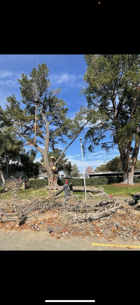 MG TREE CARE - Updated July 2025 - 20 Photos - 701 9th Ave, Redwood ...