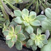 MESQUITE VALLEY GROWERS NURSERY - 392 Photos & 195 Reviews - 8005 E ...