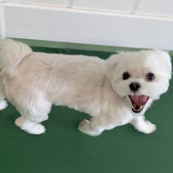 VIPET RESORT - Updated October 2025 - 93 Photos & 66 Reviews - 6600 ...