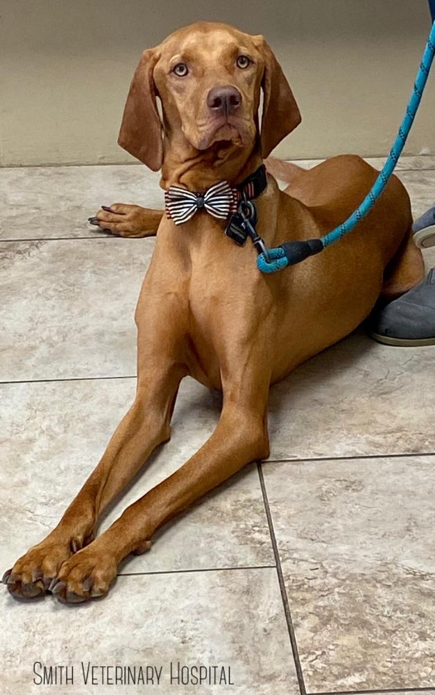 WALHALLA VETERINARY HOSPITAL - Updated September 2025 - 21 Photos & 19 ...