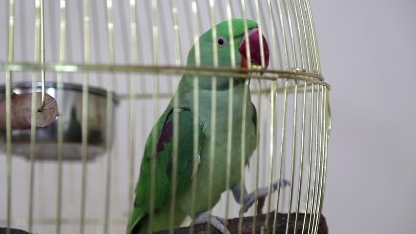 JO’S EXOTIC BIRDS - Updated September 2025 - 10 Reviews - 7534 Sheridan ...