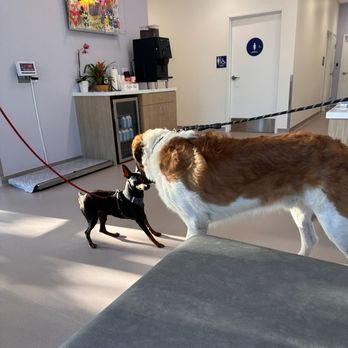 LOVE ANIMAL HOSPITAL AND URGENT CARE - Updated October 2025 - 47 Photos ...