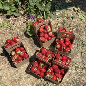 PINGLE’S FARM MARKET - Updated December 2025 - 104 Photos & 22 Reviews ...