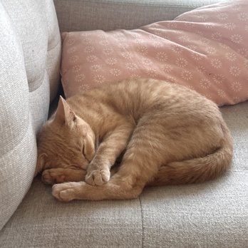 FLORIDA HUMANE SOCIETY - Updated January 2026 - 47 Photos & 57 Reviews ...