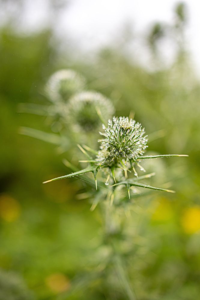 OWLS HEAD STATE PARK - Updated October 2025 - 211 Photos & 40 Reviews ...