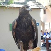 CALIFORNIA RAPTOR CENTER - Updated November 2025 - 58 Photos & 23 ...
