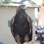 CALIFORNIA RAPTOR CENTER - Updated January 2026 - 58 Photos & 23 ...