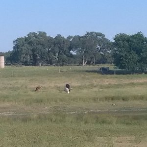 KNIBBE RANCH - 40 Photos & 15 Reviews - 9836 Spring Branch Rd, Spring ...