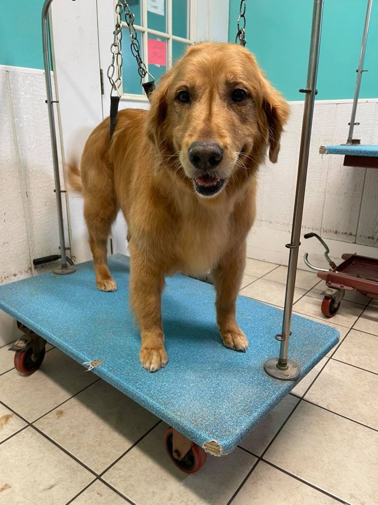 PET SHACK RESORT - Updated March 2025 - 215 Photos & 12 Reviews - 354 W ...